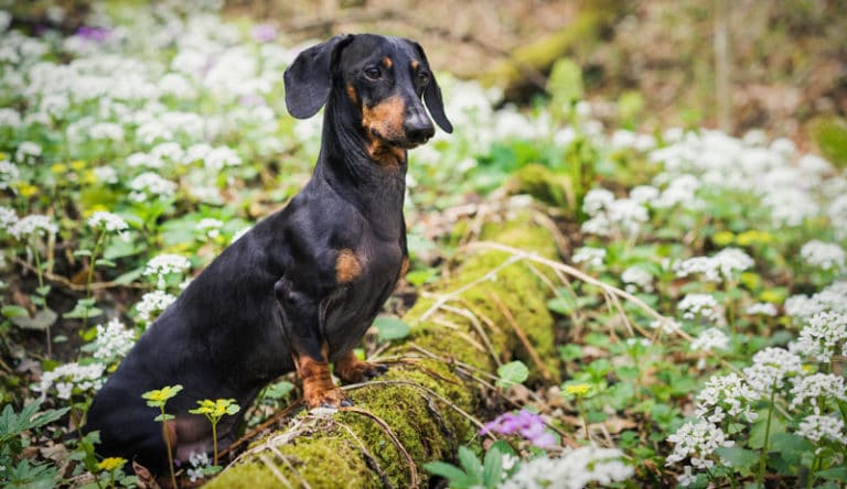 Dackel - Dackel sind die Besten