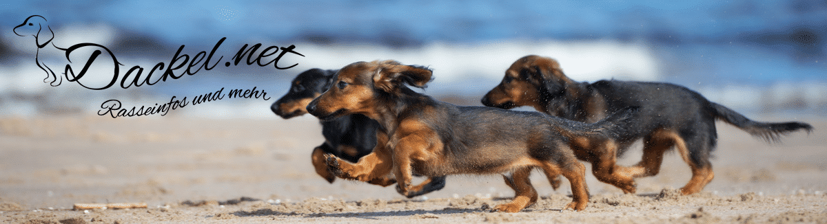 Der Rauhaardackel: Bärtiger Charakterkopf - Dackel sind die Besten