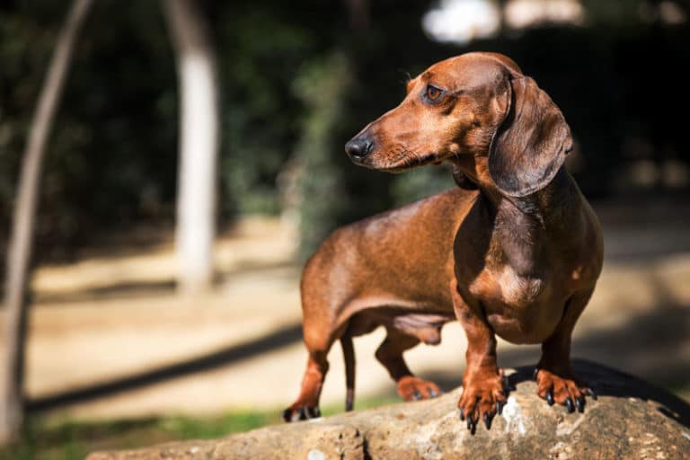 Dackel - Dackel sind die Besten