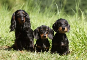 Dackel - Dackel sind die Besten