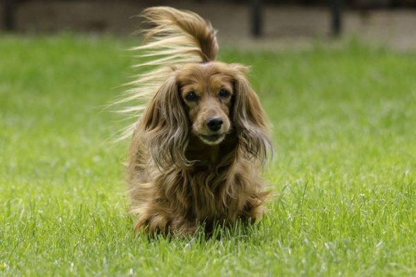 Der Langhaardackel: Der Begleiter unter den Dackeln - Dackel sind die ...