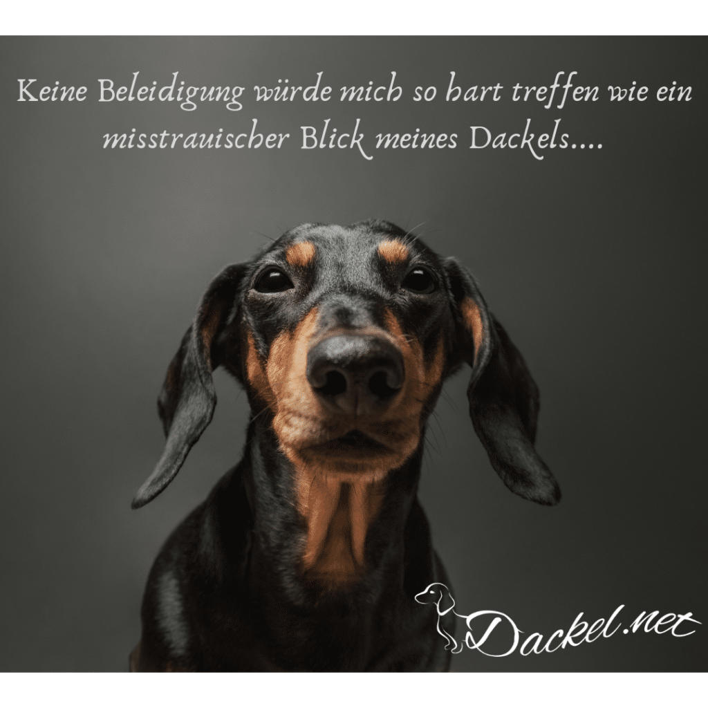 Fabelhafte Witzige Dackel Sprüche Ebenbild
